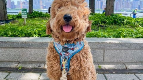 The F1 Goldendoodle: The Pioneer Among The Goldendoodles