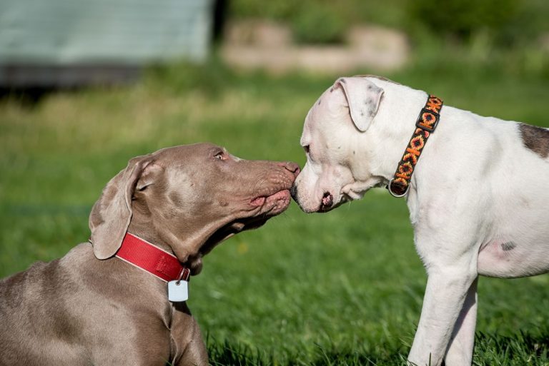 Weimaraner Pitbull Mix: The Weimar Bully And The Pittmaraner