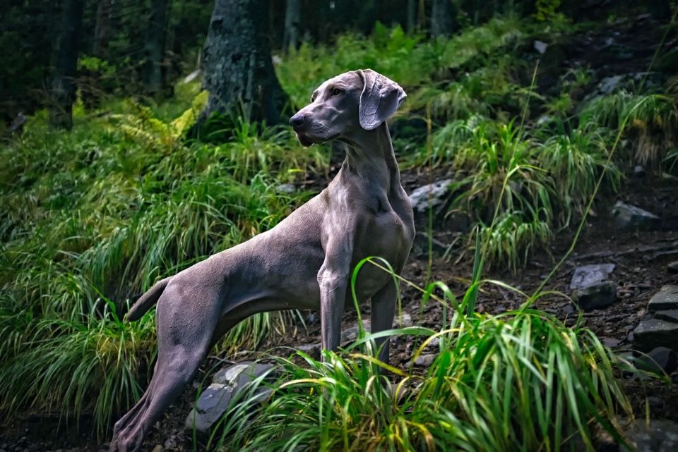 Weimaraner Pitbull Mix: The Weimar Bully And The Pittmaraner