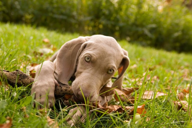 Weimaraner Pitbull Mix: The Weimar Bully And The Pittmaraner