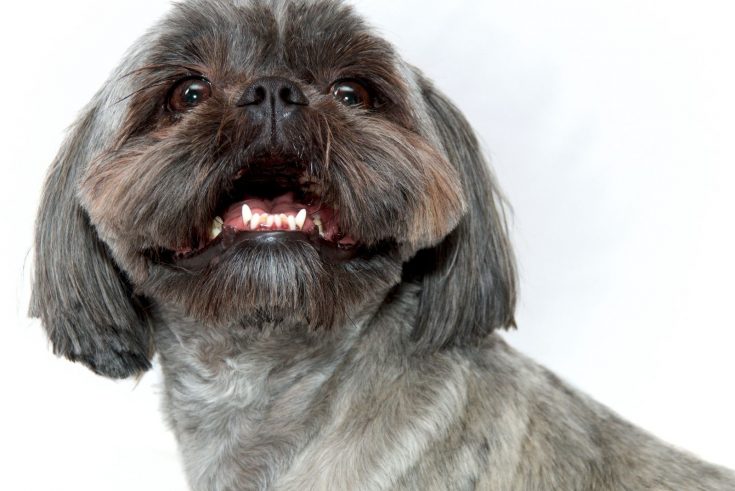 Blue Shih Tzu Everything About These Rare Puppies