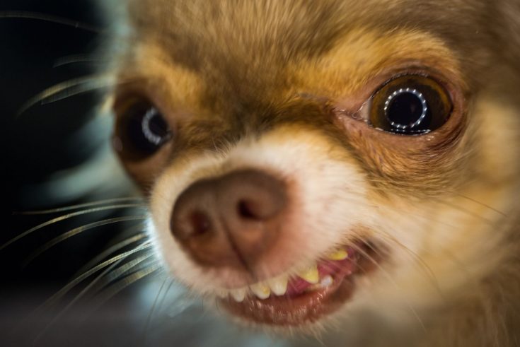 Why Are Chihuahuas So Aggressive? Top Tips For A Calmer Dog