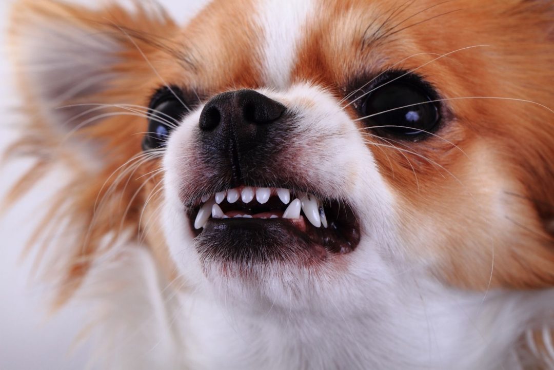Why Are Chihuahuas So Aggressive? Top Tips For A Calmer Dog