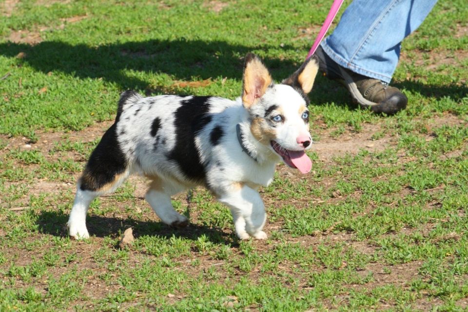 Australian Shepherd Corgi Mix - The Ultimate Herding Dog