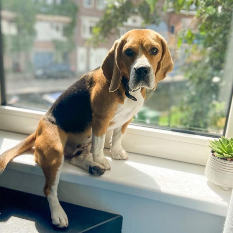 How Much Do Beagles Cost? Price And Life Expenses