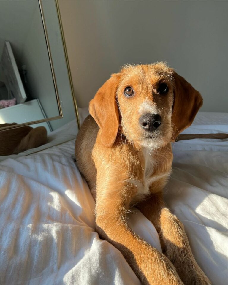 Beagle Poodle Mix: Both Loveable Breeds In One Package!