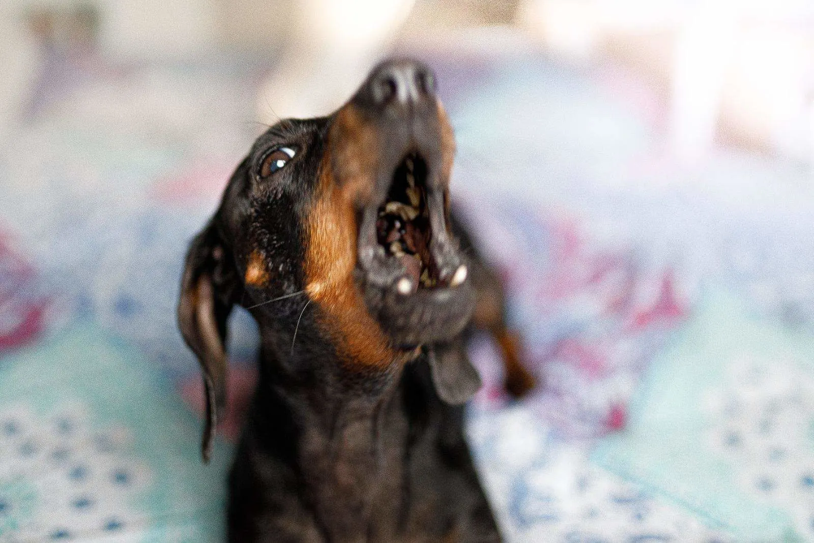 Dachshunds Barking: 8 Causes And 11 Tips For Prevention