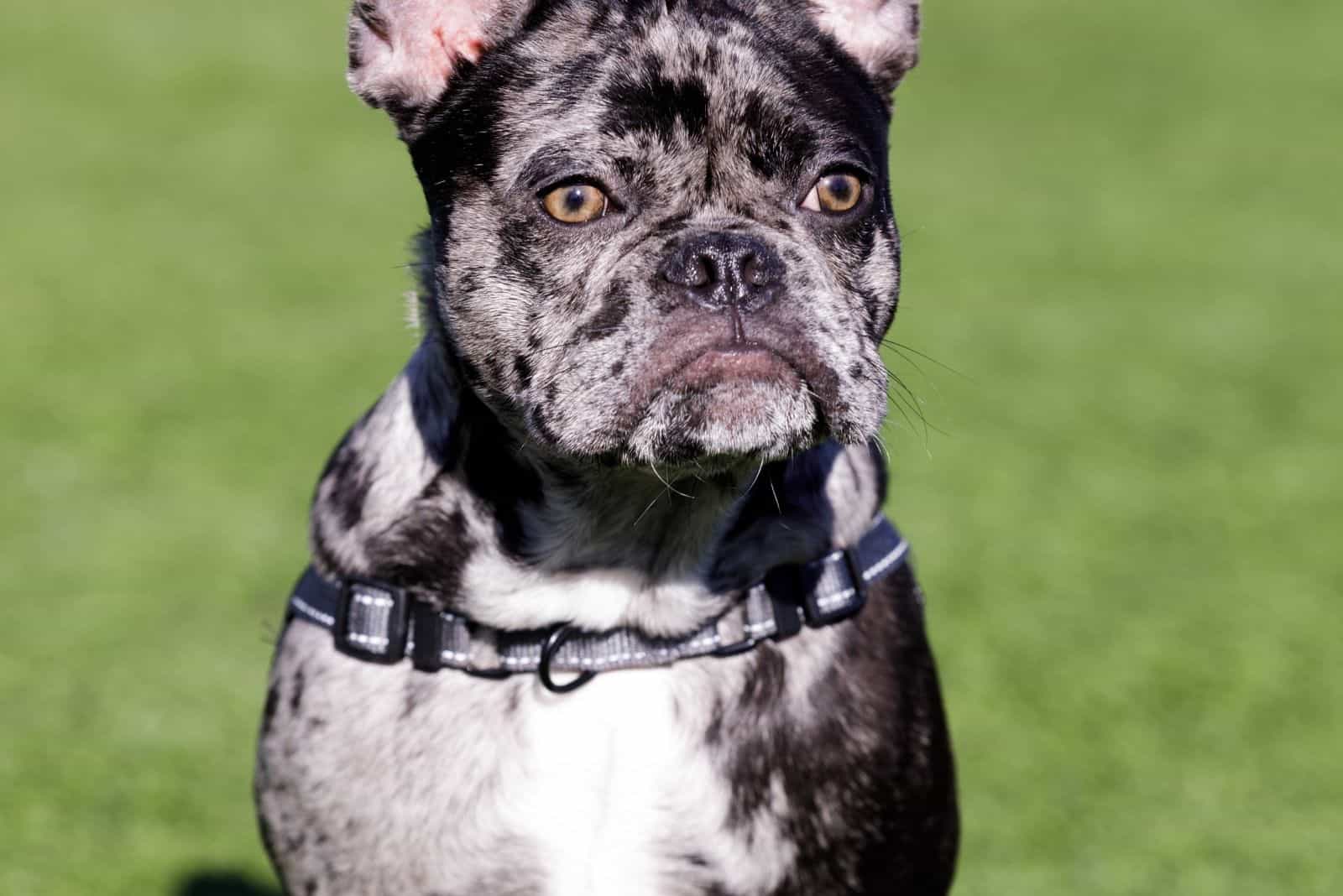 Merle English Bulldog: Everything We Know About This Rare Pup