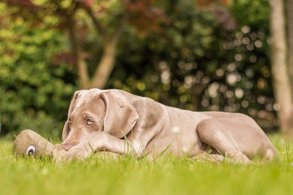 Weimaraner Pitbull Mix: The Weimar Bully And The Pittmaraner