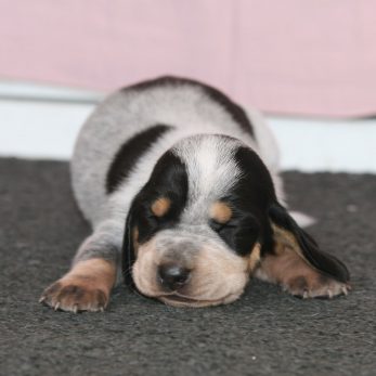Blue Basset Hound: A Very Rare Breed, Or A Genetic Error?