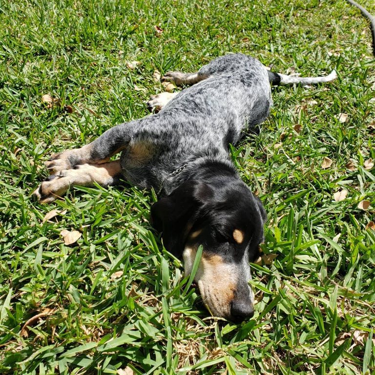 Blue Basset Hound: A Very Rare Breed, Or A Genetic Error?