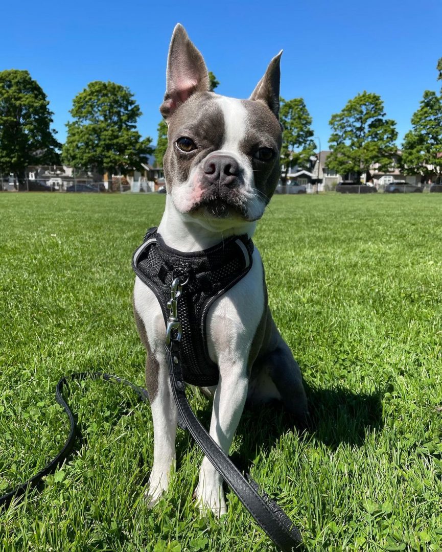 Blue Boston Terrier: An American Gentleman Ready To Charm You