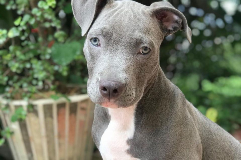 Grey Pitbull: Everything You Should Know About These Rare Gems
