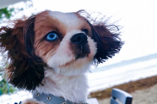 Blue Shih Tzu: Everything About These Rare Puppies