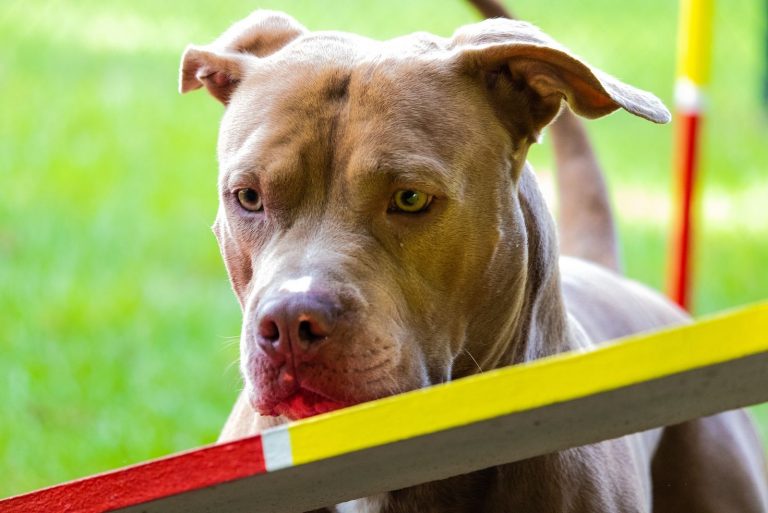 Blue Fawn Pitbull: Are These Pups The Fairest Of Them All?