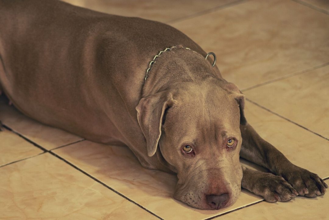 Blue Fawn Pitbull: Are These Pups The Fairest Of Them All?