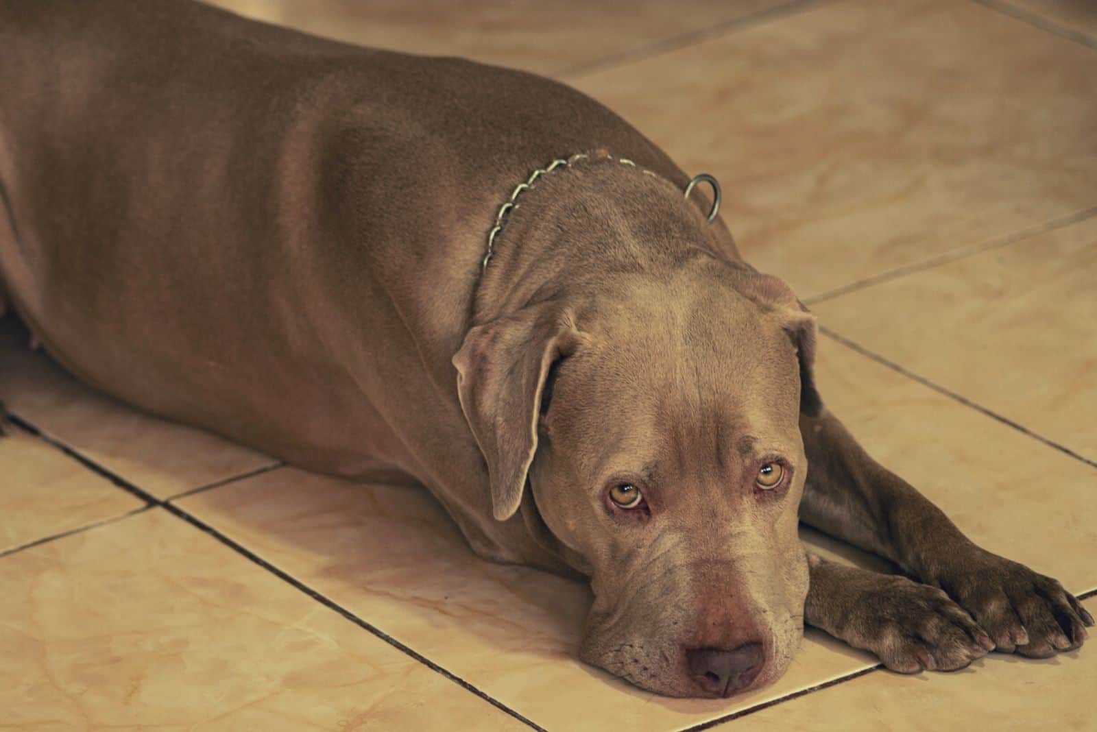 Blue Fawn Pitbull: Are These Pups The Fairest Of Them All?