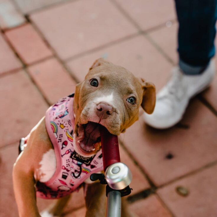 Blue Fawn Pitbull - Is This The Most Beautiful Pitbull Color?