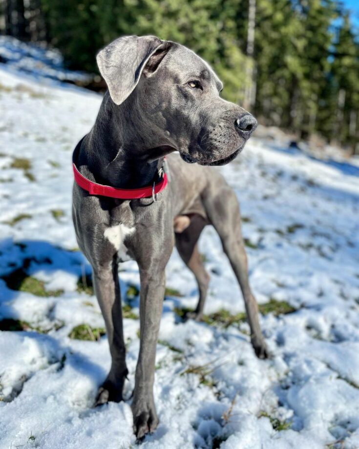 Blue Great Dane - A Guide To This Beautiful Coat Color