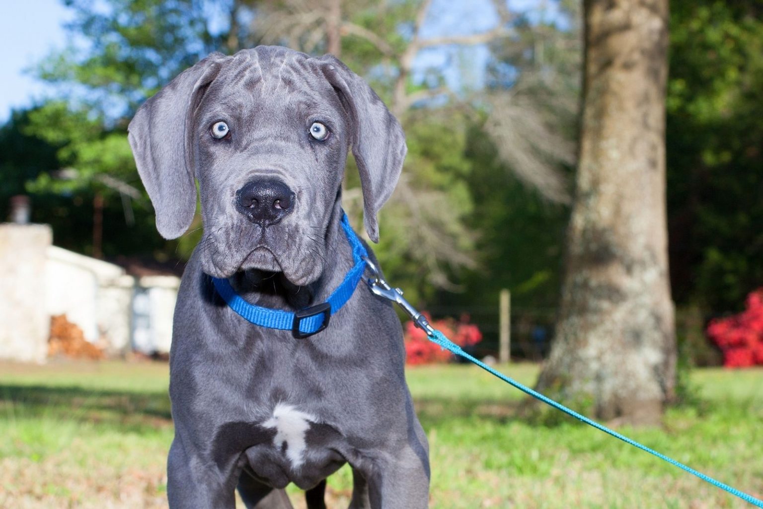 Blue Great Dane: Do These Gentle Giants Really Come In Blue?