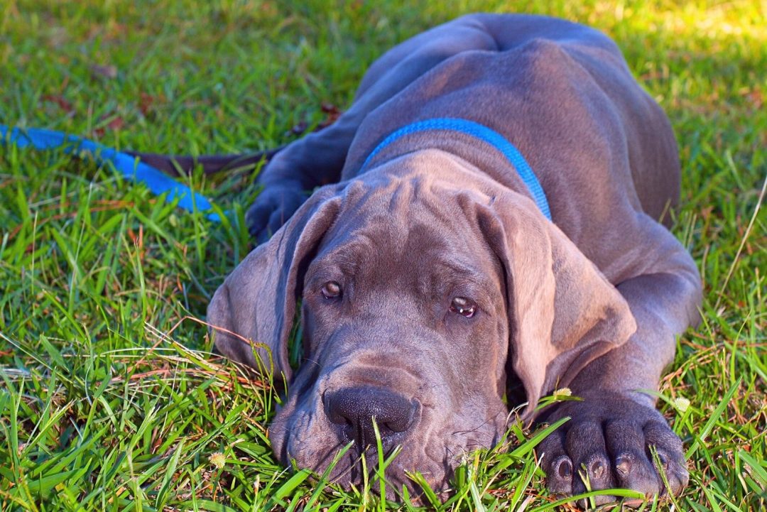 Blue Great Dane - A Guide To This Beautiful Coat Color