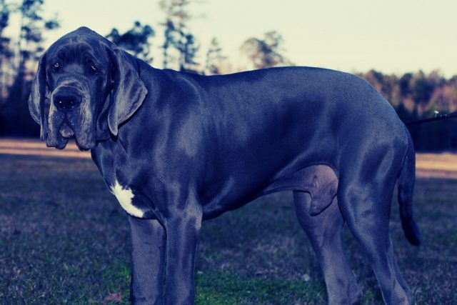 Blue Great Dane: Do These Gentle Giants Really Come In Blue?