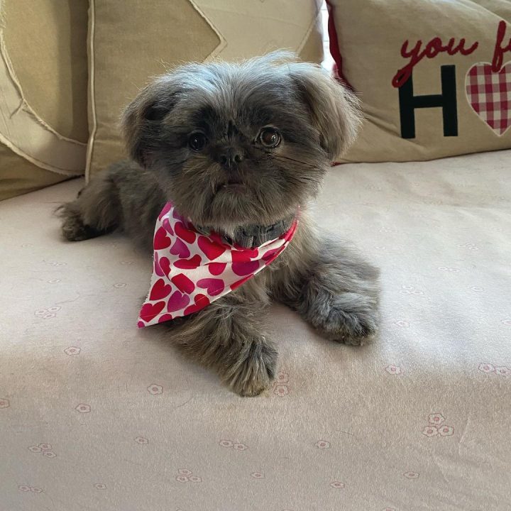 Shih Tzu Colors: The Wonderful Rainbow Of Choices