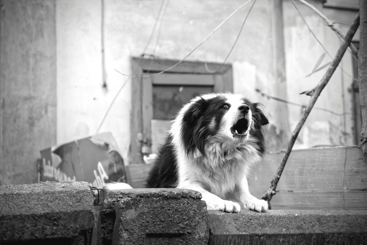 5 Causes Of Border Collie Barking And What To Do About It