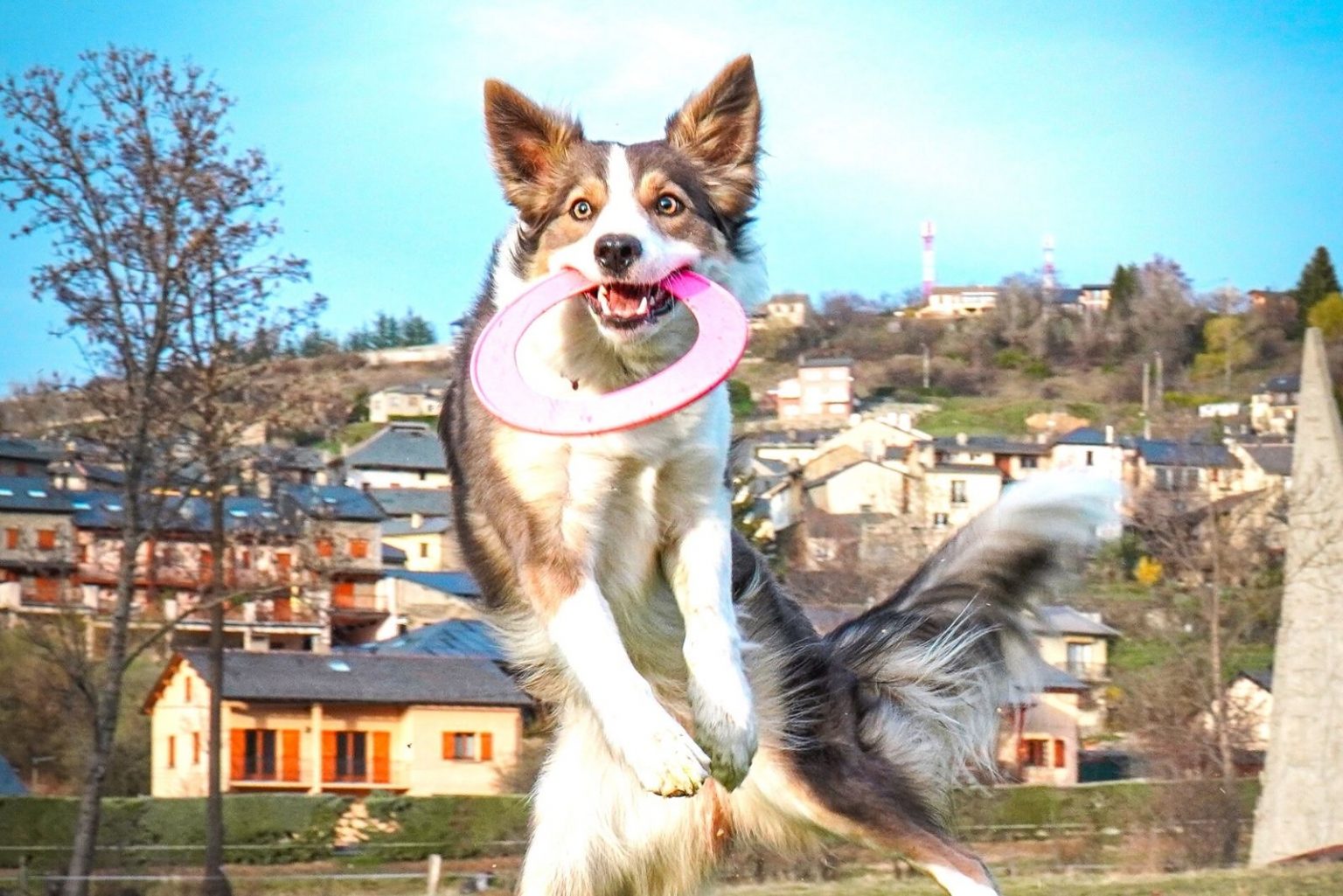 Border Collie Barking: What Causes It And How To Stop It