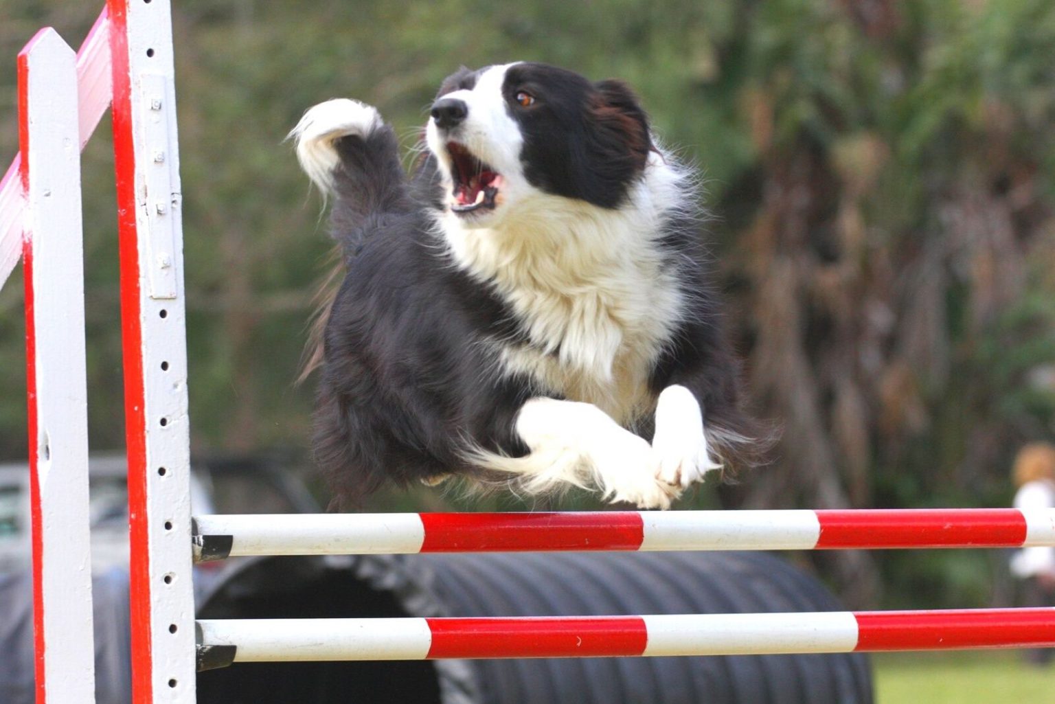 Border Collie Barking: What Causes It And How To Stop It