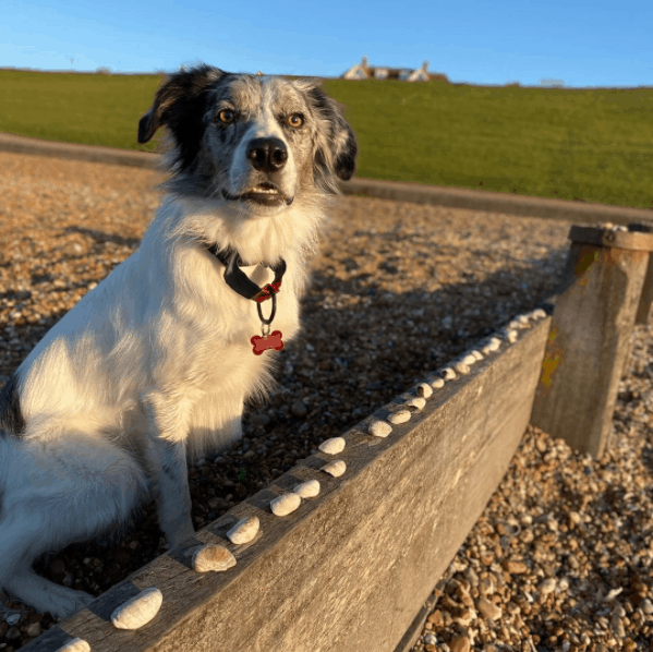 Border Collie Barking: What Causes It And How To Stop It