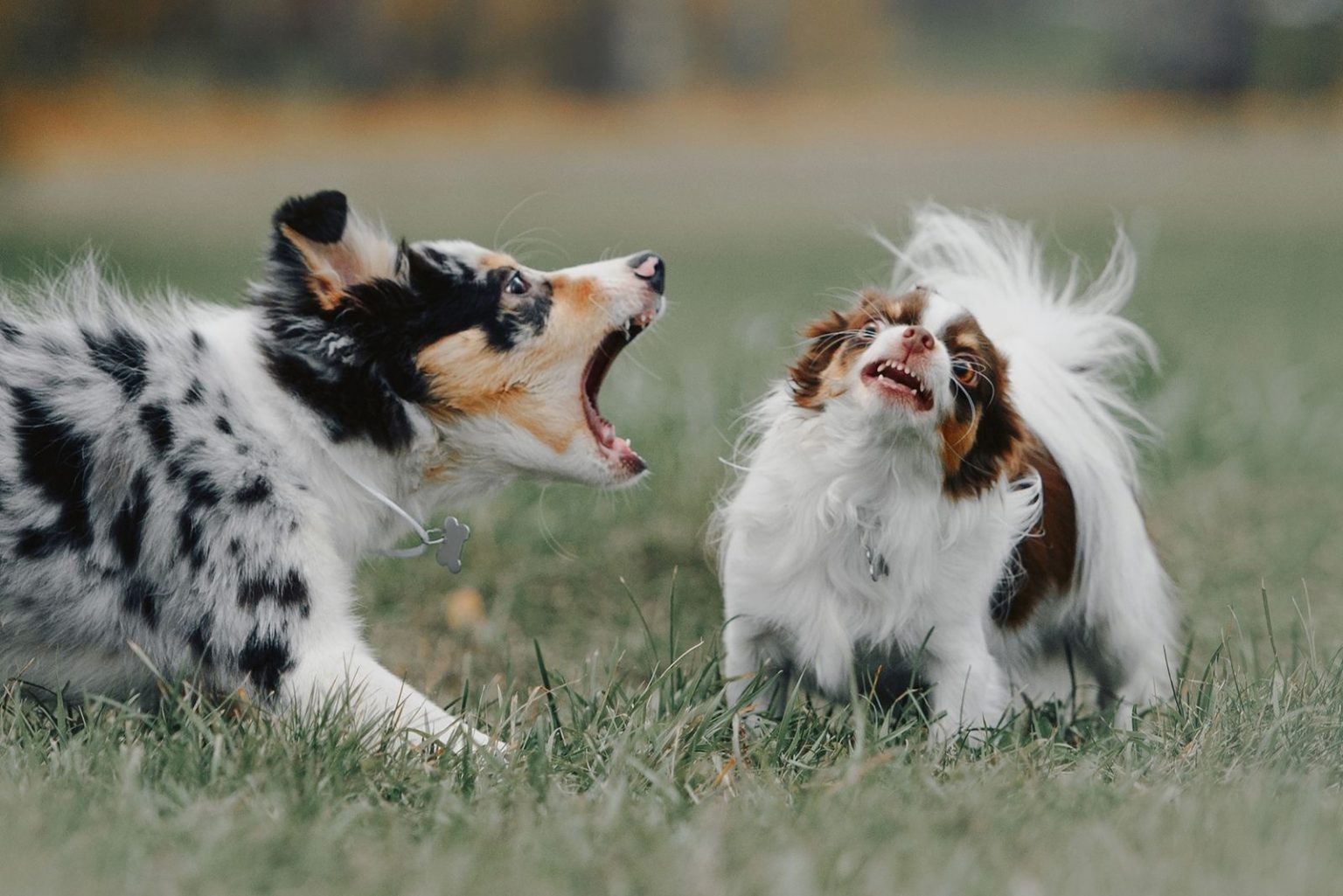 Are Border Collies Aggressive? How To Stop Their Aggression?