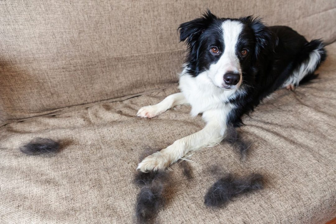 Do Border Collies Shed? Grooming Advice For Collie Owners
