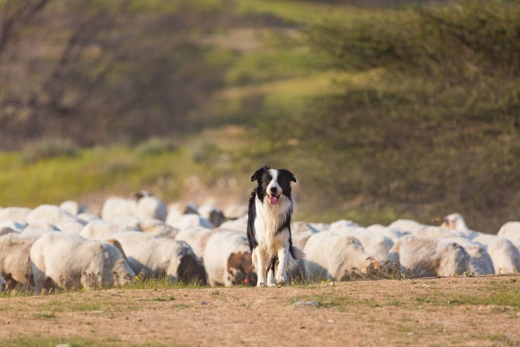 Do Border Collies Shed? Grooming Advice For Collie Owners