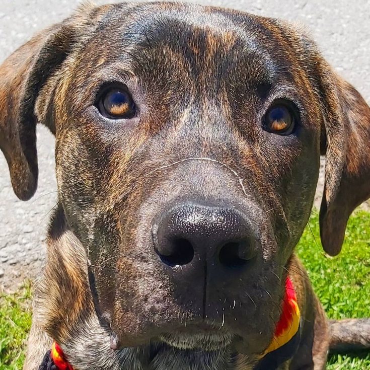 Cane Corso Lab Mix: A Hybrid Puppy That Will Sweep You Off Your Feet