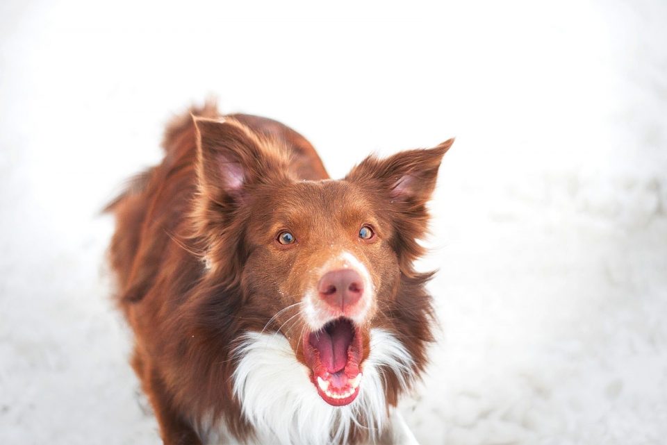 5 Causes Of Border Collie Barking And What To Do About It