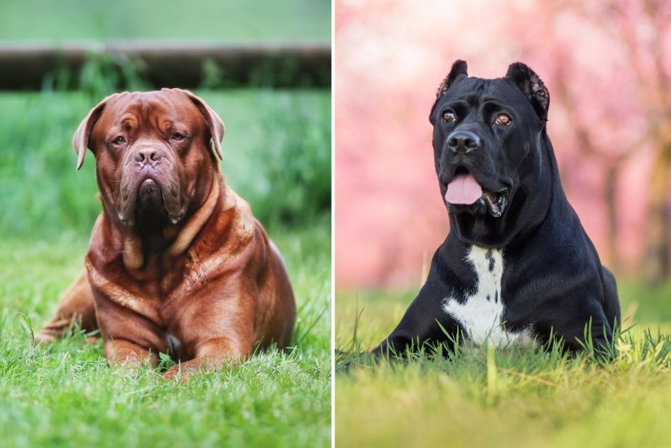 18 Cane Corso Mixes You Need To Check Out Today