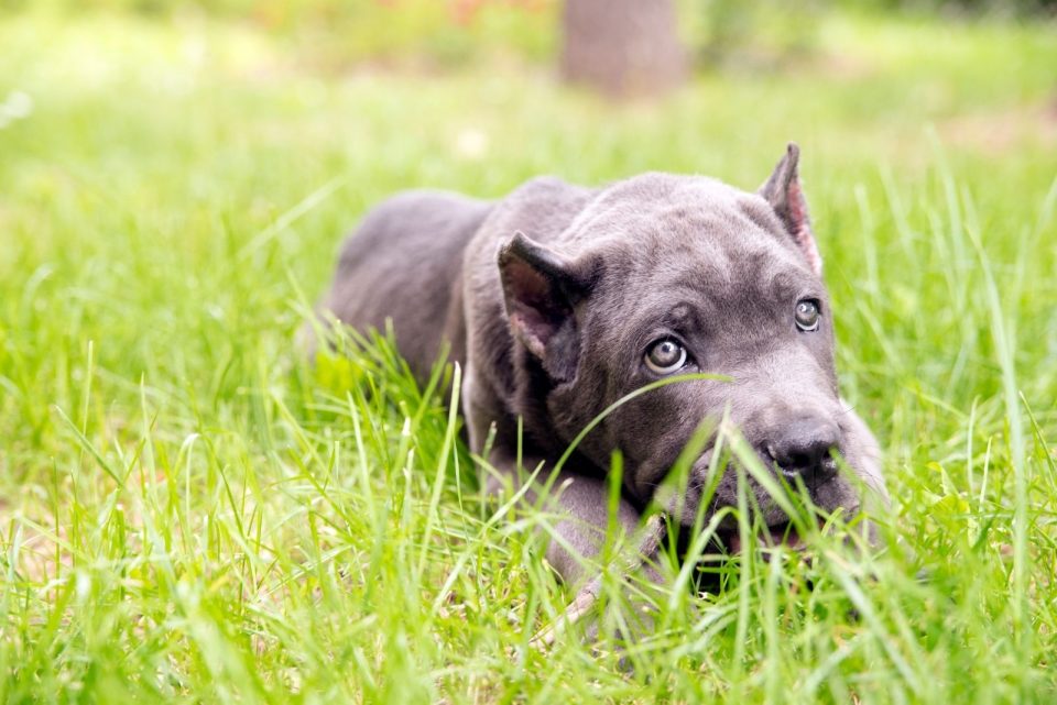 Cane Corso Pitbull Mix – Pit Corso Dog Breed Guide