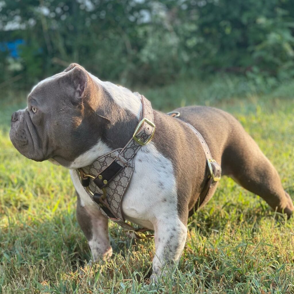 Exotic Bully: What You Need To Know Before Buying Your Pup