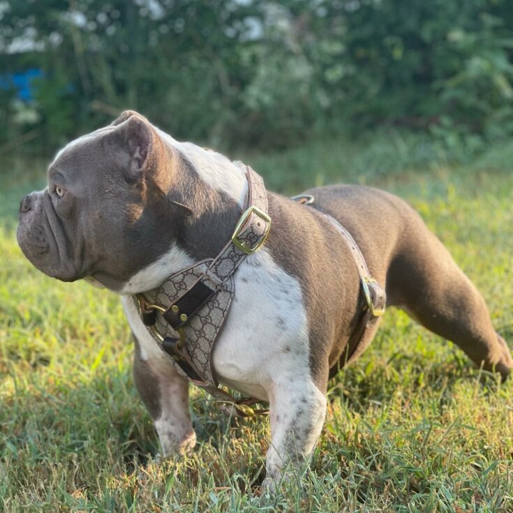 Exotic Bully: What You Need To Know Before Buying Your Pup
