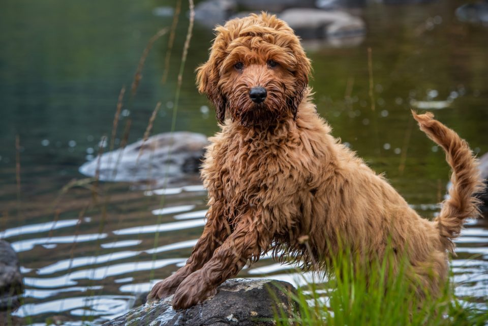 Cockapoo Training: Do It The Right Way