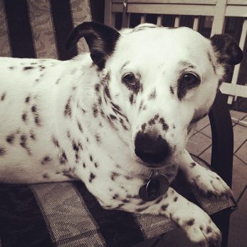 A Corgi Dalmatian Mix - Why You Should (Not) Get This Dog