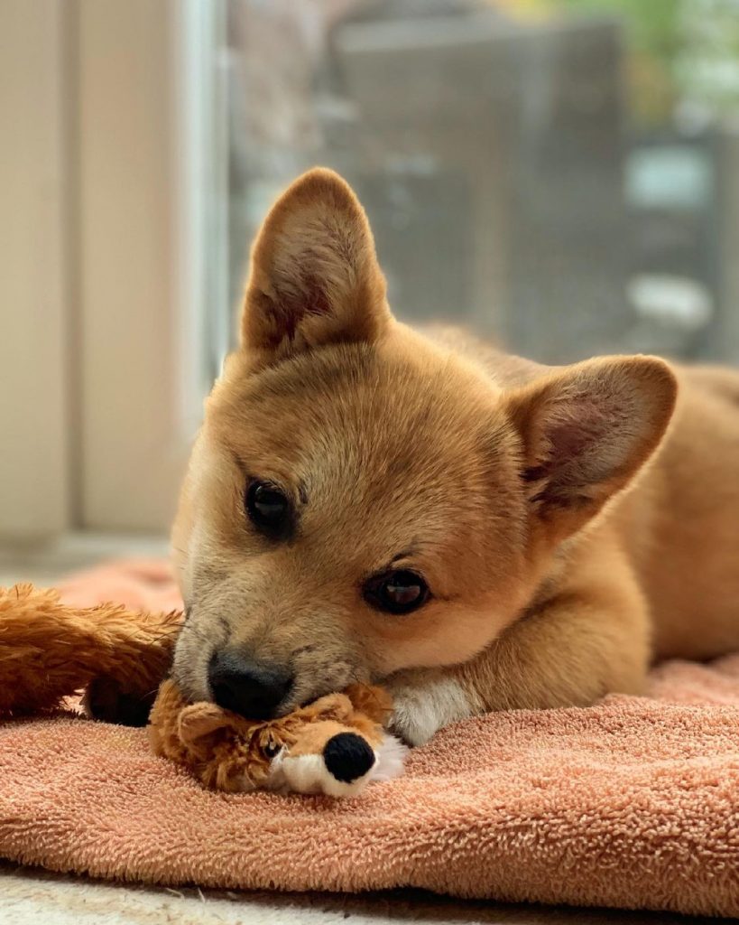 Shiba Corgi - All About This Adorable Mix
