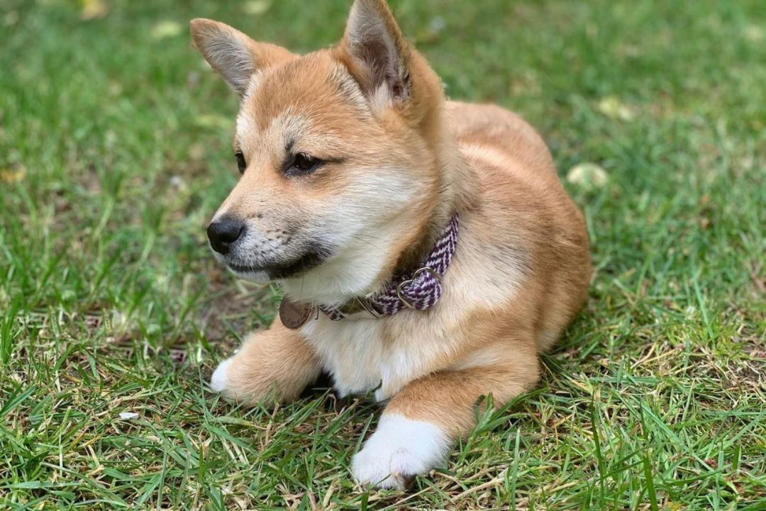 Shiba Corgi - All About This Adorable Mix