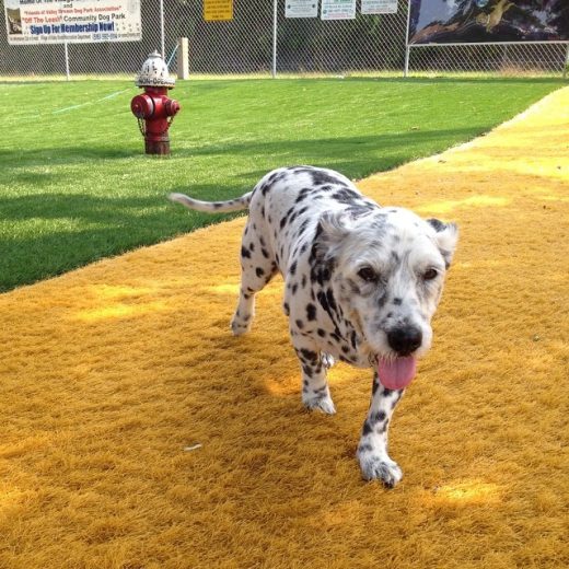 A Corgi Dalmatian Mix - Why You Should (Not) Get This Dog
