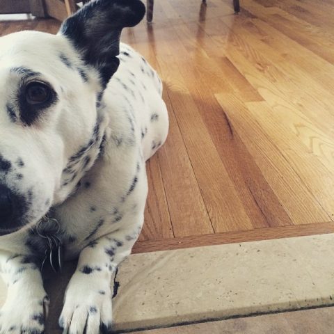A Corgi Dalmatian Mix - Why You Should (Not) Get This Dog
