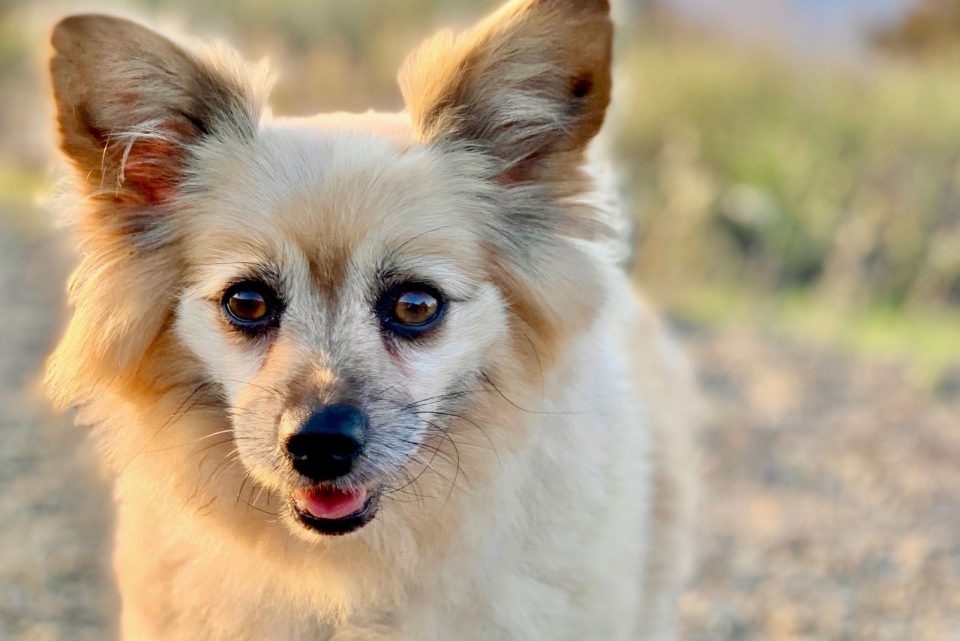 Corgi Pomeranian Mix –– Is This The Cutest Crossbreed Ever?