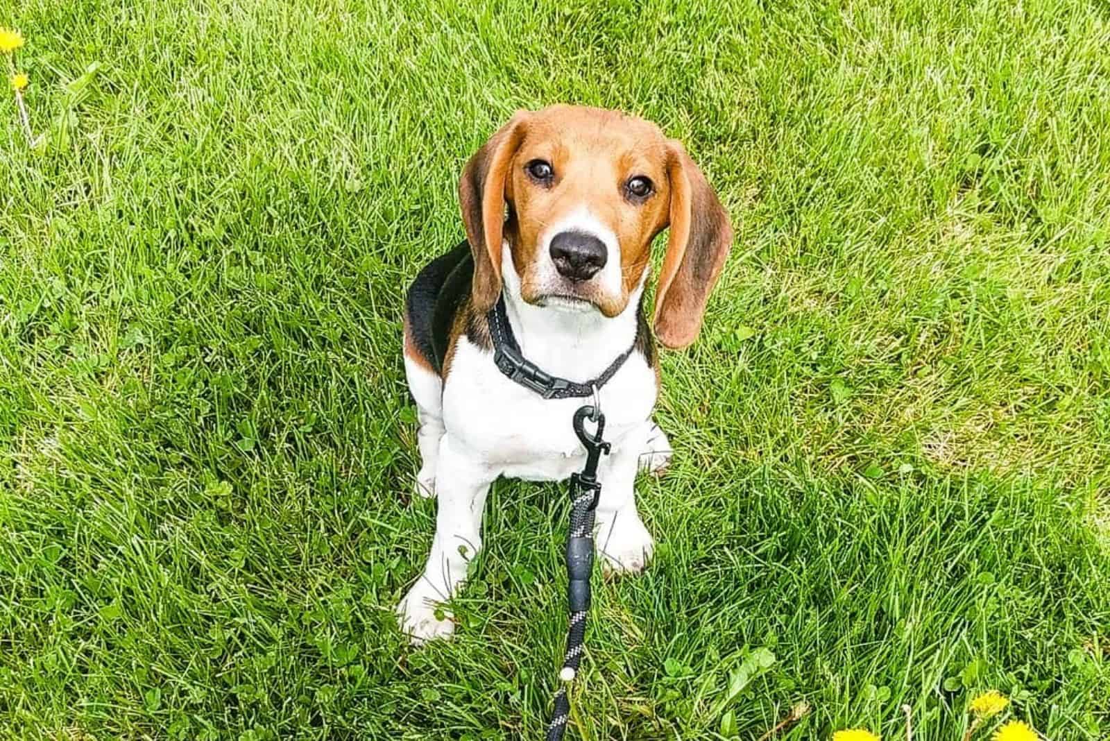 How Much Do Beagles Cost? Price And Life Expenses