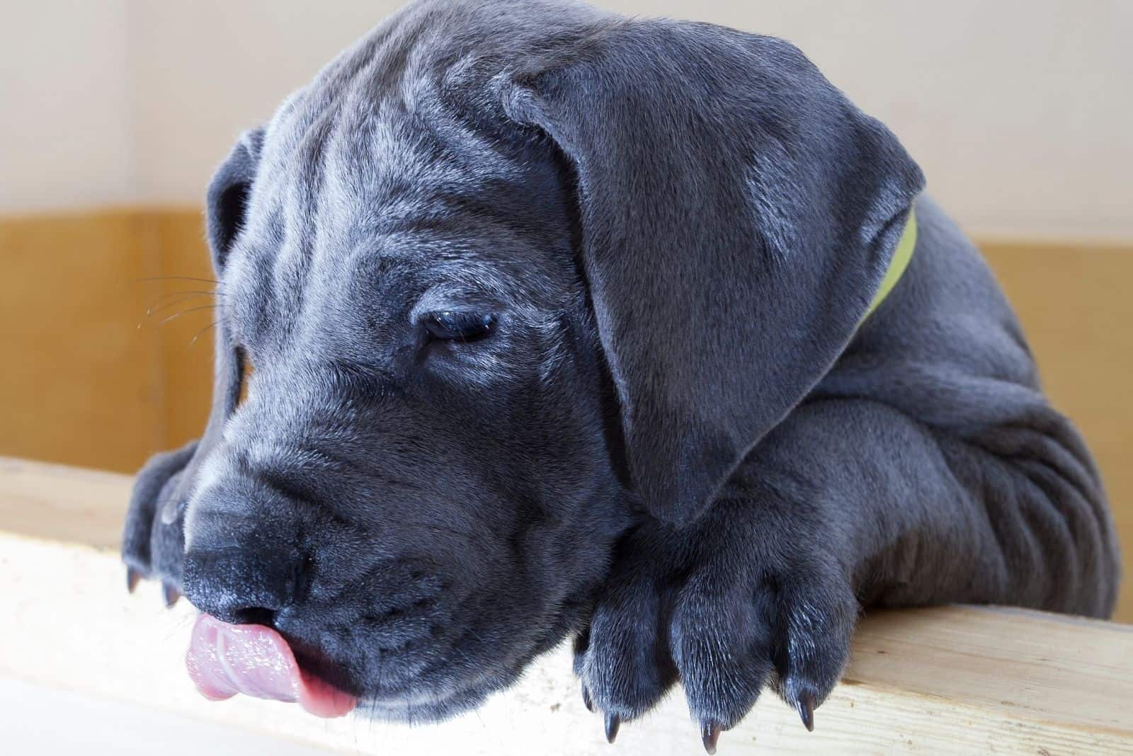 Blue Great Dane: Do These Gentle Giants Really Come In Blue?