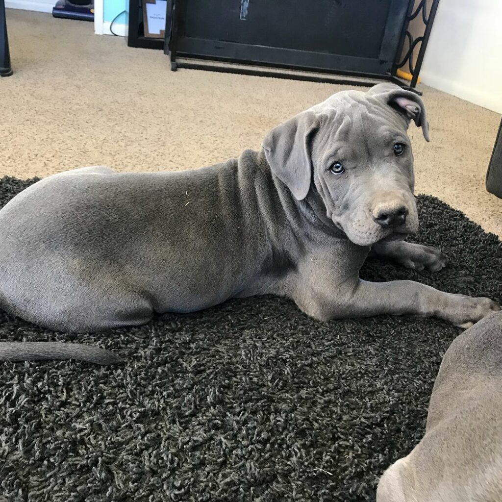 Blue Fawn Pitbull - Is This The Most Beautiful Pitbull Color?